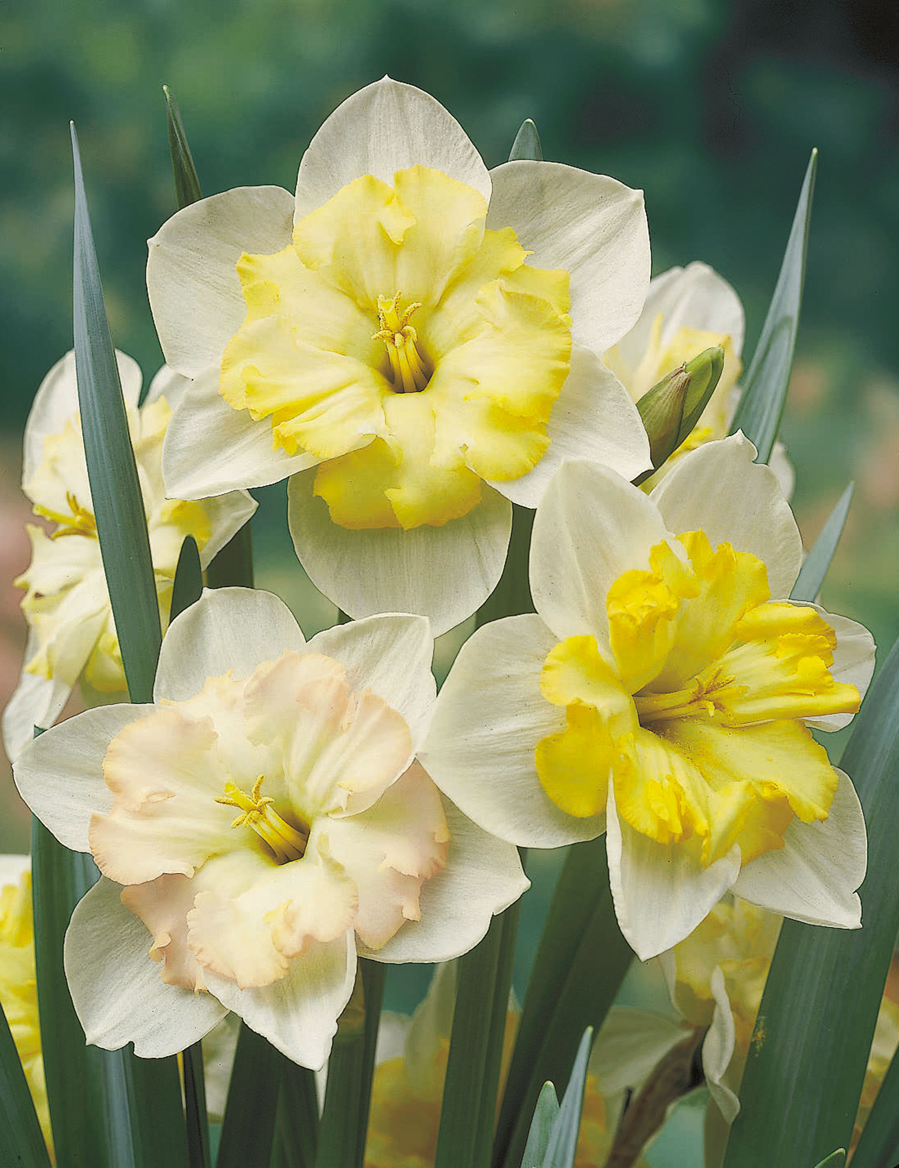 Changing Colors P. Pennings